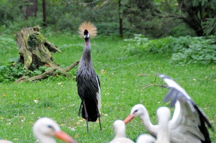 All about the Warsaw Zoo and Why to Visit the Historic Zoo
