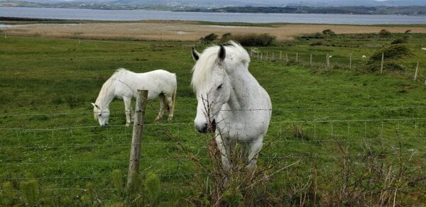 Visit My Family Homeland, Donegal, Ireland best of Ireland's Wild Atlantic